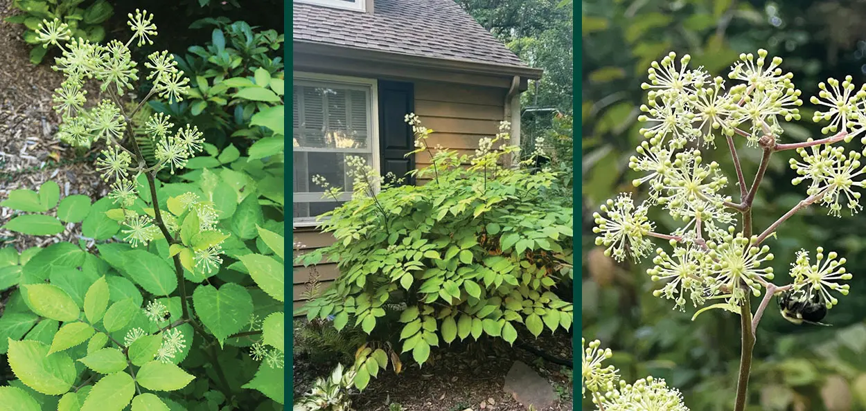 Sun King Aralia | Johnson's Nursery | Knowledgebase