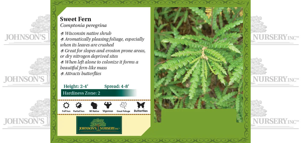 Sweet Fern | Johnson's Nursery | KB