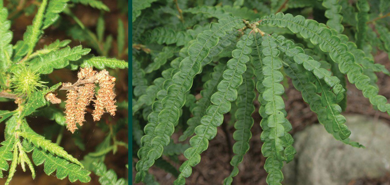 Sweet Fern | Johnson's Nursery | KB