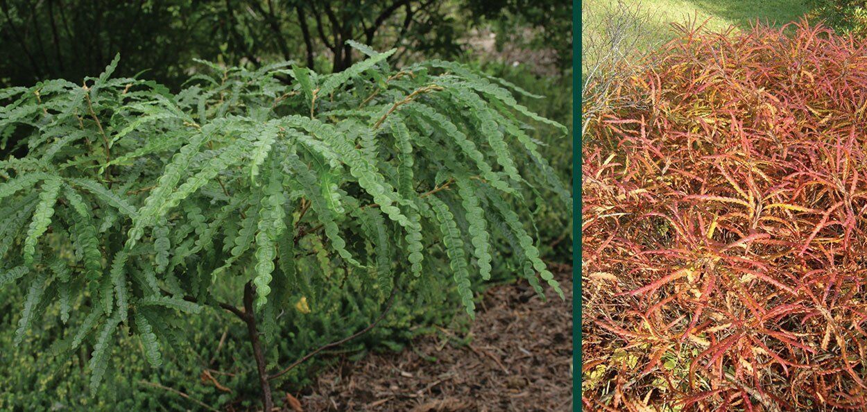 Sweet Fern | Johnson's Nursery | KB