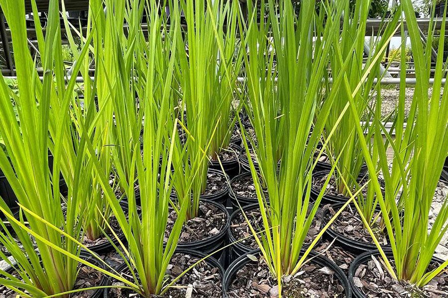Wisconsin Native Grasses | Johnson's Nursery | Knowledgebase