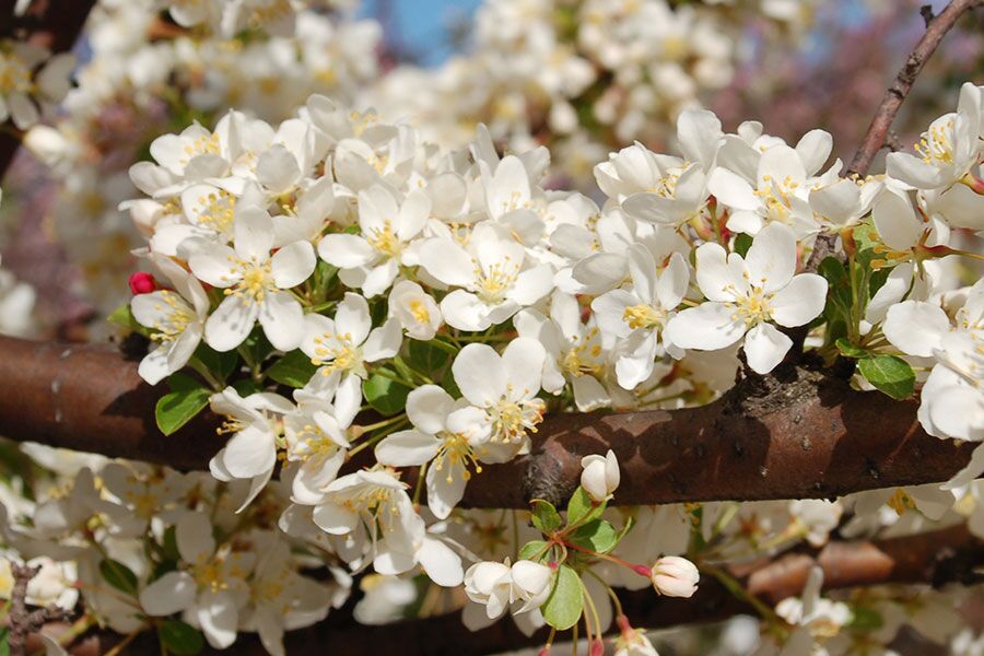 Tina Crabapple | Johnson's Nursery | KB
