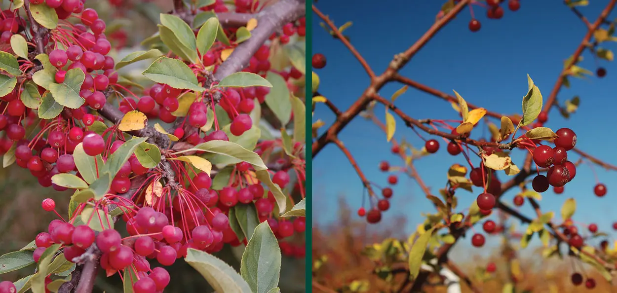 Tina Crabapple | Johnson's Nursery | KB