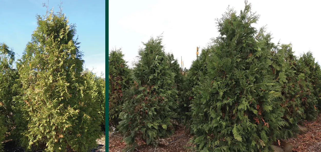 Trautman Arborvitae | Johnson's Nursery | KB