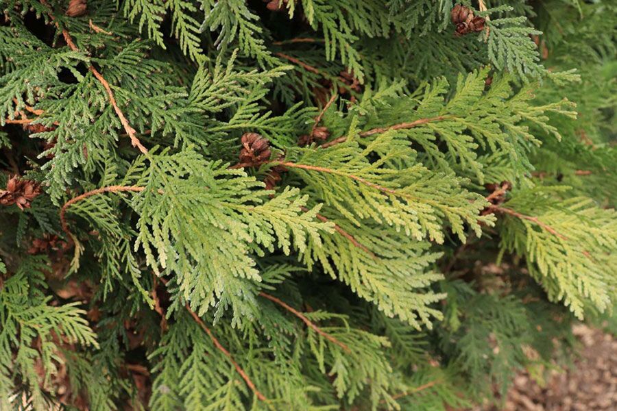Trautman Arborvitae | Johnson's Nursery | KB