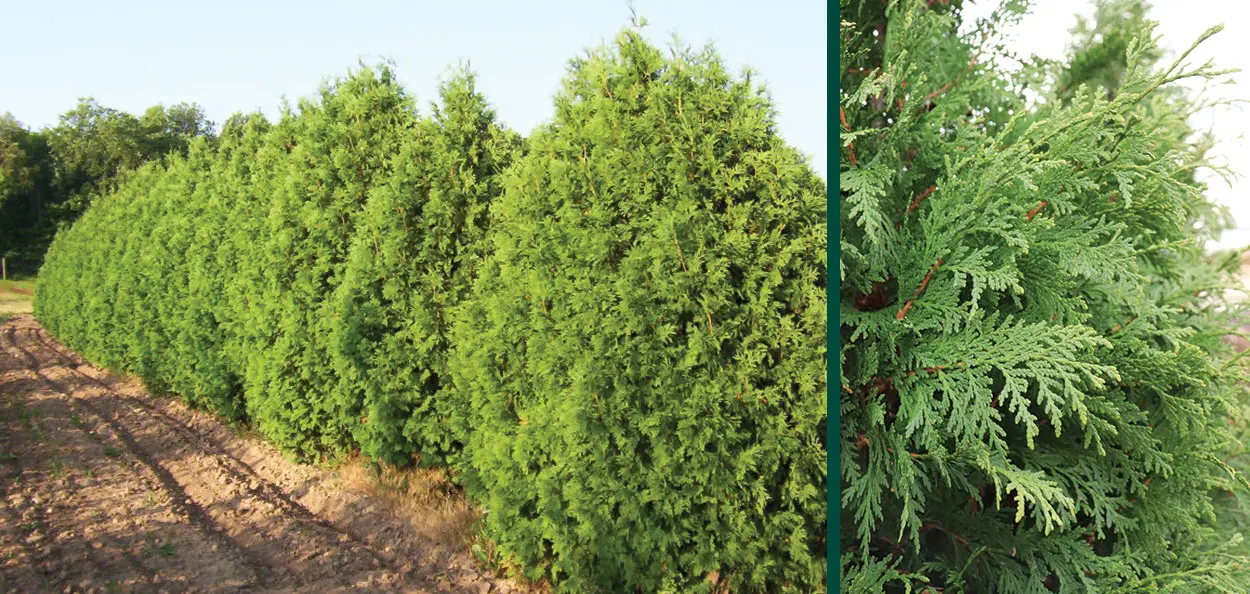 Trautman Arborvitae | Johnson's Nursery | KB