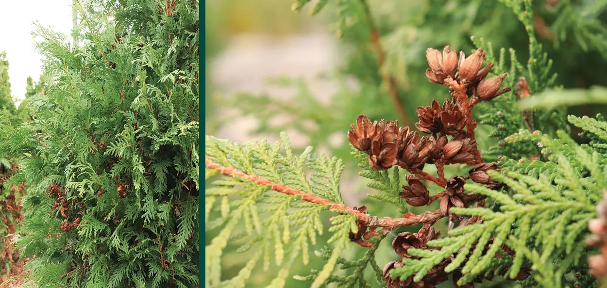 Trautman Arborvitae | Johnson's Nursery | KB