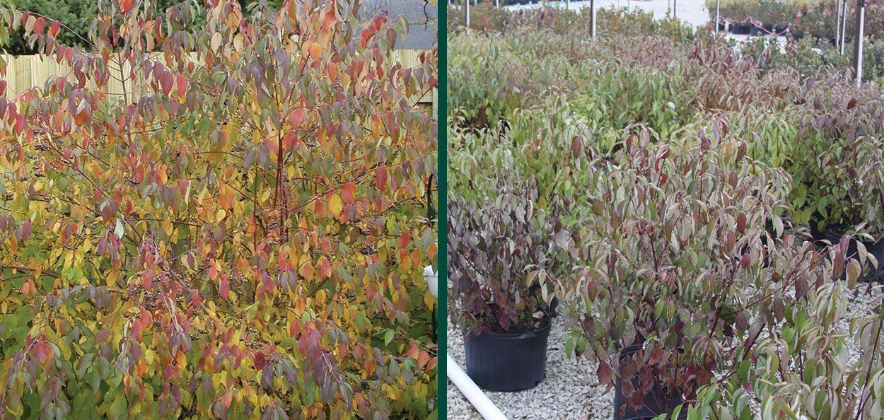 Silky Dogwood | Johnson's Nursery | KB