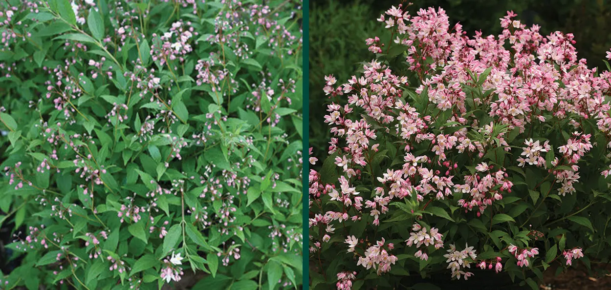 Yuki Cherry Blossom® Deutzia | Johnson's Nursery | KB
