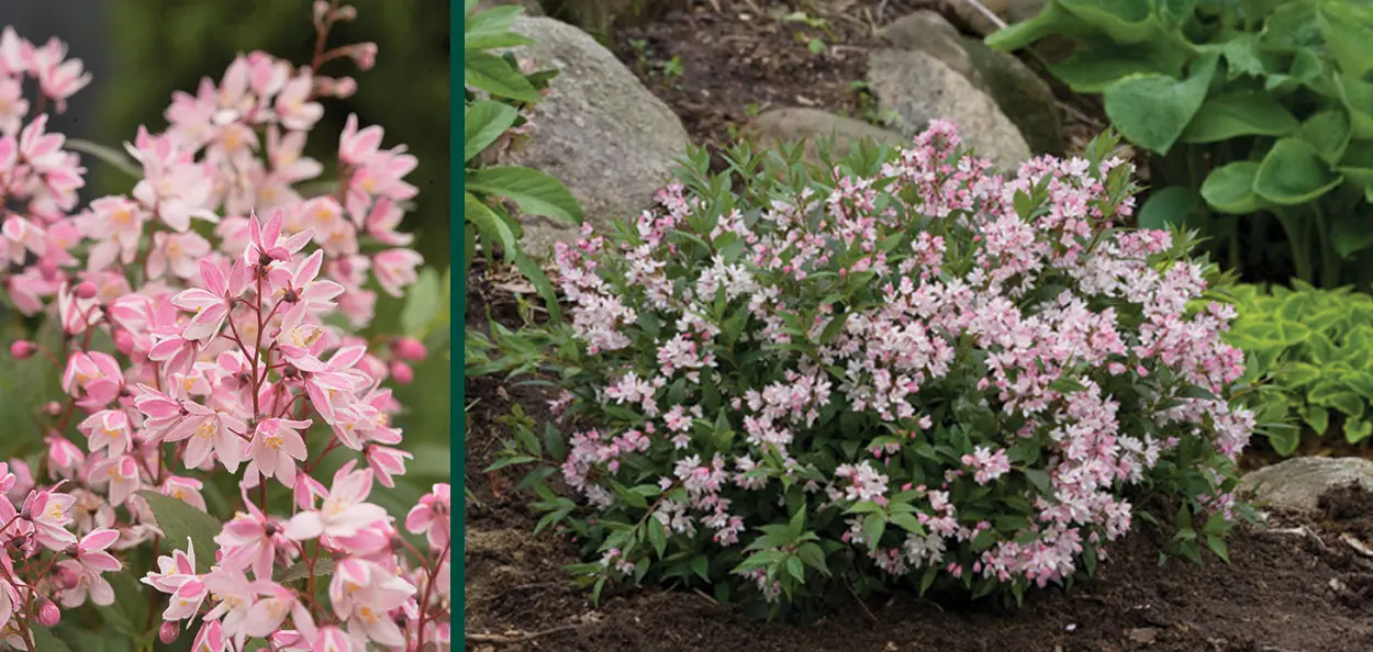 Yuki Cherry Blossom® Deutzia | Johnson's Nursery | KB