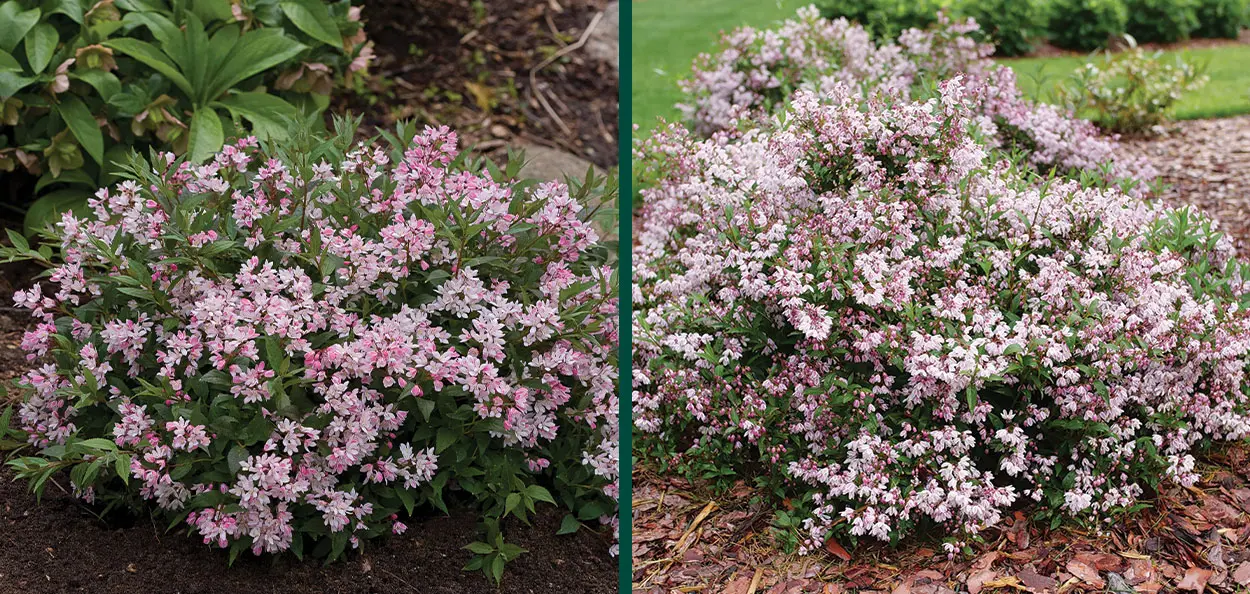 Yuki Cherry Blossom® Deutzia | Johnson's Nursery | KB
