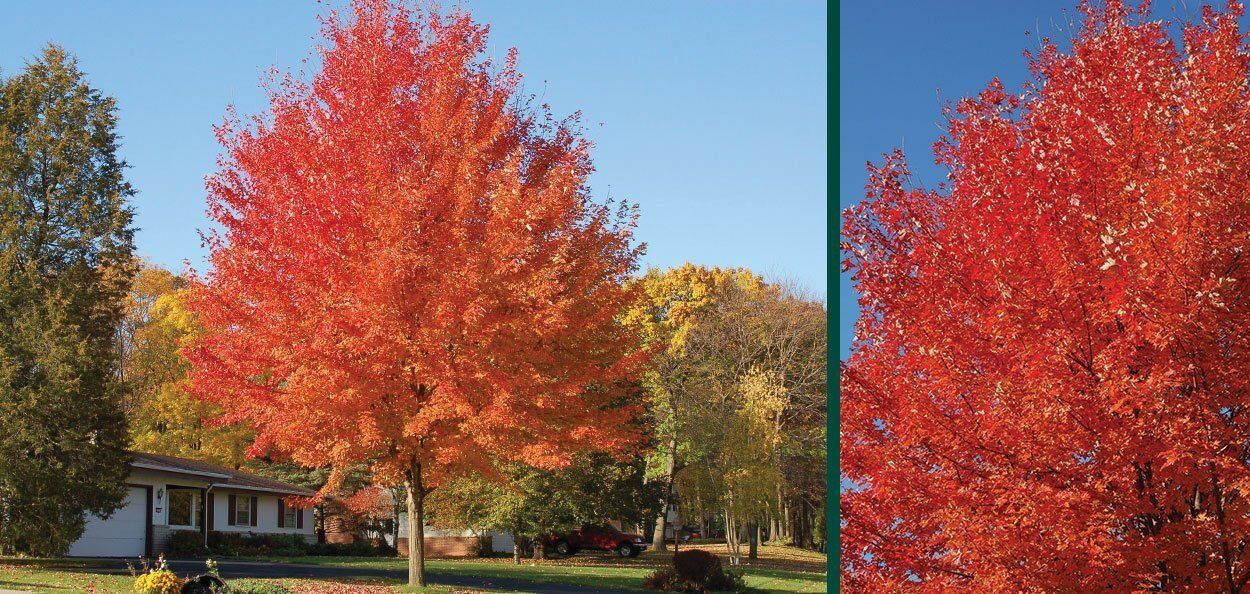 Autumn Blaze® Maple | Johnson's Nursery | KB