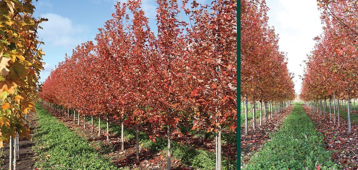 Autumn Blaze® Maple | Johnson's Nursery | KB