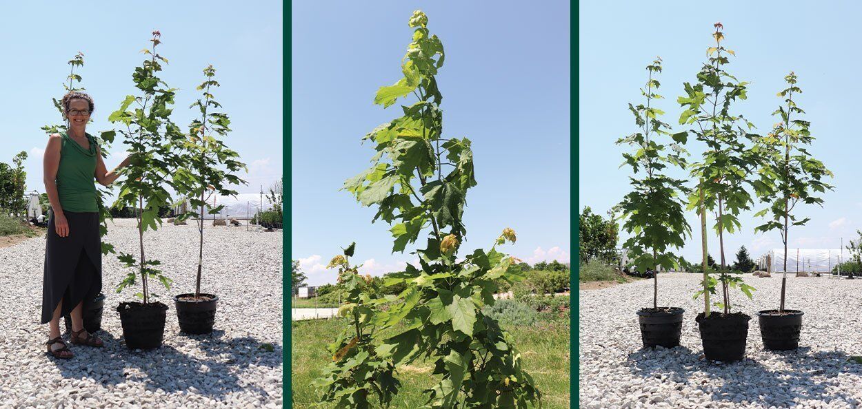 Sugar Maple | Johnson's Nursery | KB