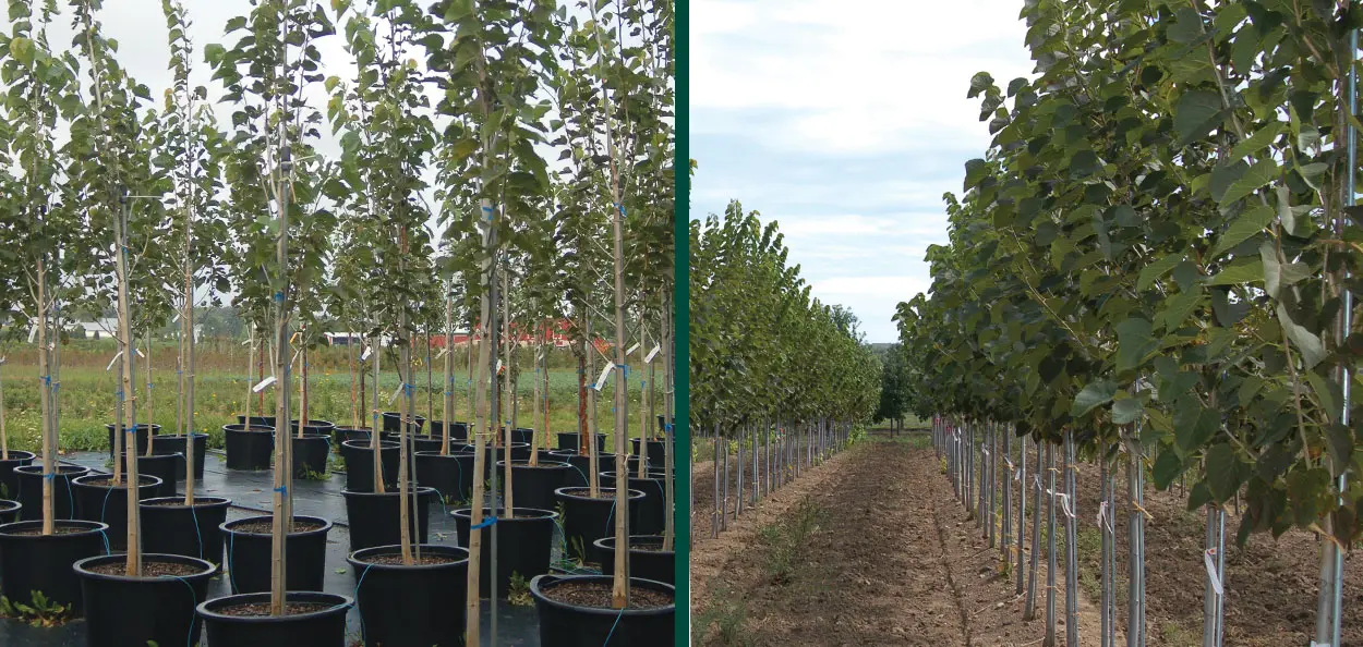 American Sentry® Linden | Johnson's Nursery | KB