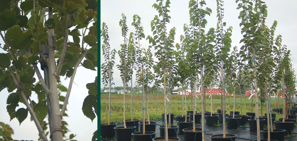 American Sentry® Linden | Johnson's Nursery | KB