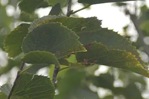 American Sentry® Linden | Johnson's Nursery | KB