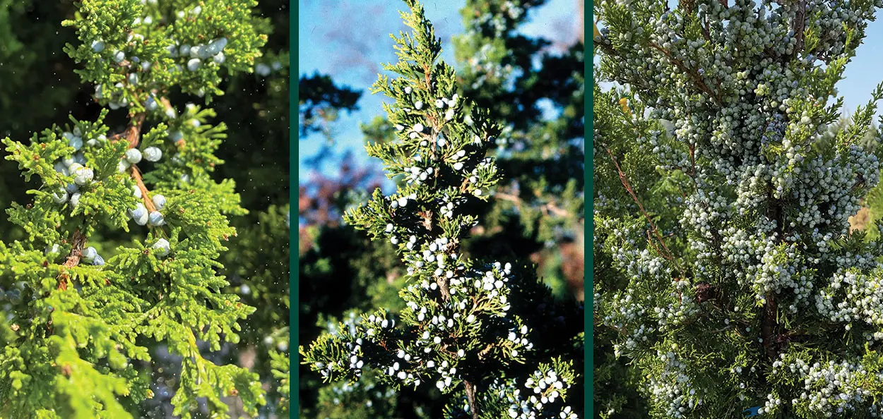 Canaert Juniper | Johnson's Nursery | KB