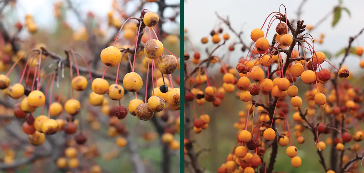 Cinderella® Crabapple | Johnson's Nursery | KB