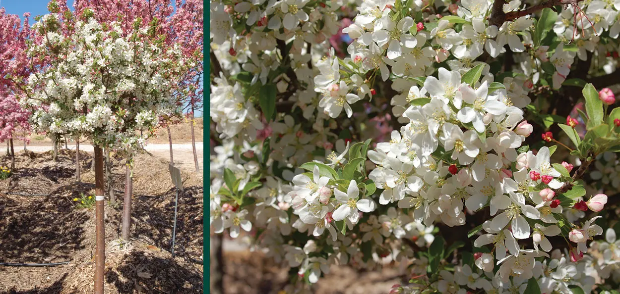 Cinderella® Crabapple | Johnson's Nursery | KB