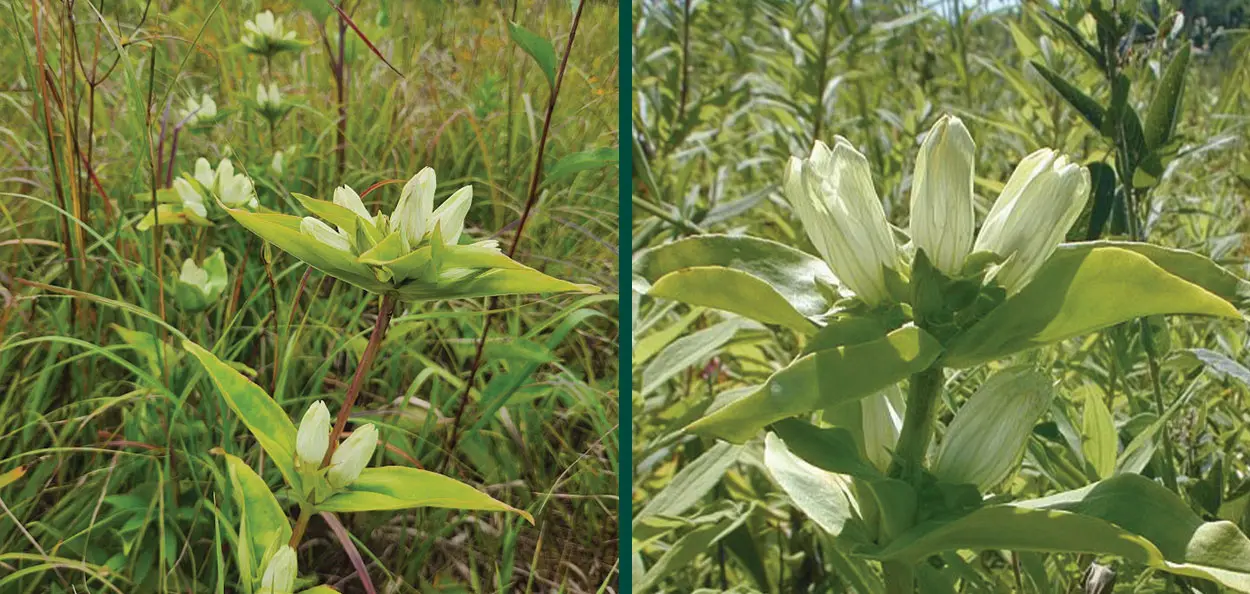 Cream Gentian | Gentiana alba | Johnson's Nursery | KB