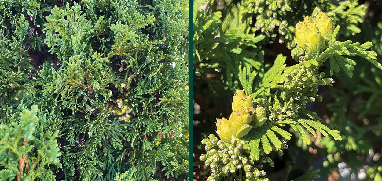 Degroot's Spire Arborvitae | Johnson's Nursery | KB