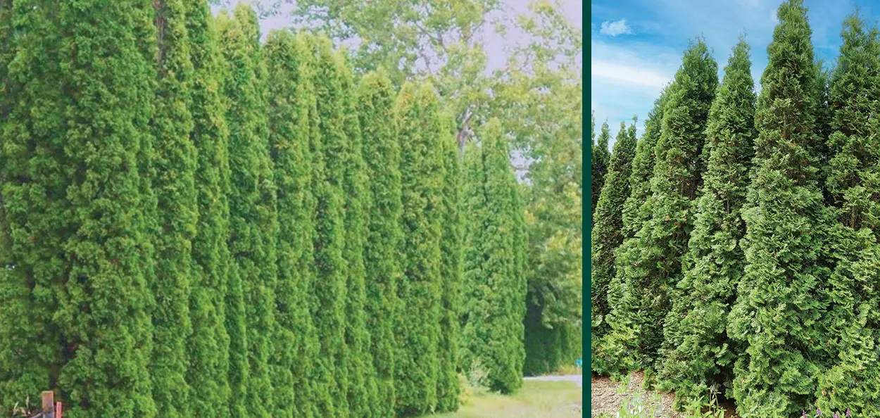 Degroot's Spire Arborvitae | Johnson's Nursery | KB