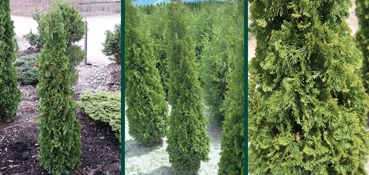 Degroot's Spire Arborvitae | Johnson's Nursery | KB
