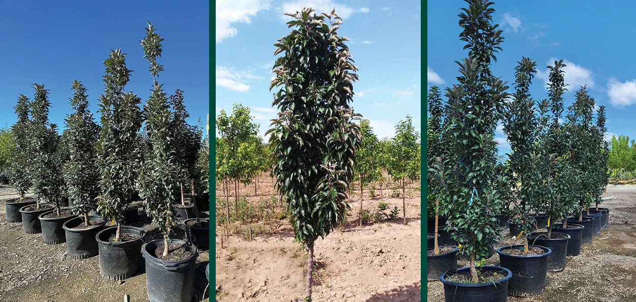 Emerald Spire® Crabapple | Johnson's Nursery | KB