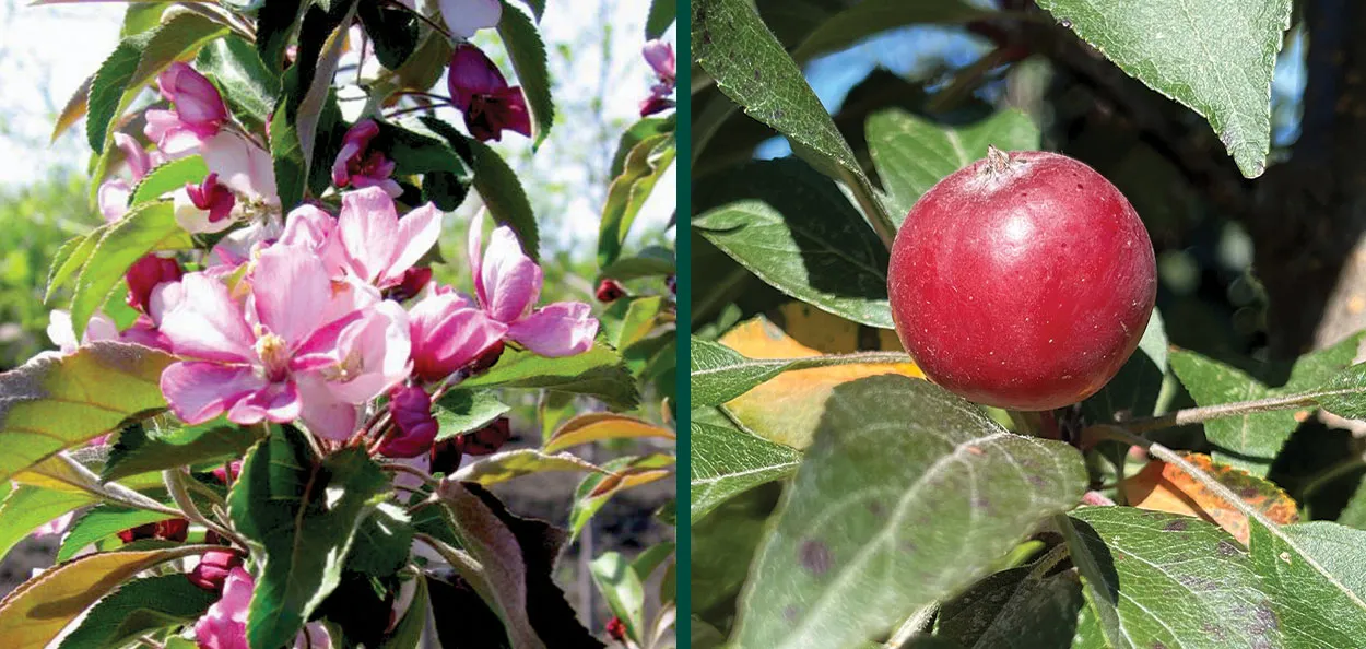 Emerald Spire® Crabapple | Johnson's Nursery | KB