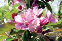 Emerald Spire® Crabapple | Johnson's Nursery | KB