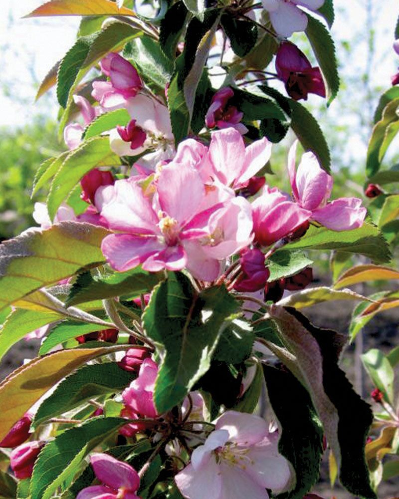 Emerald Spire® Crabapple | Johnson's Nursery | KB