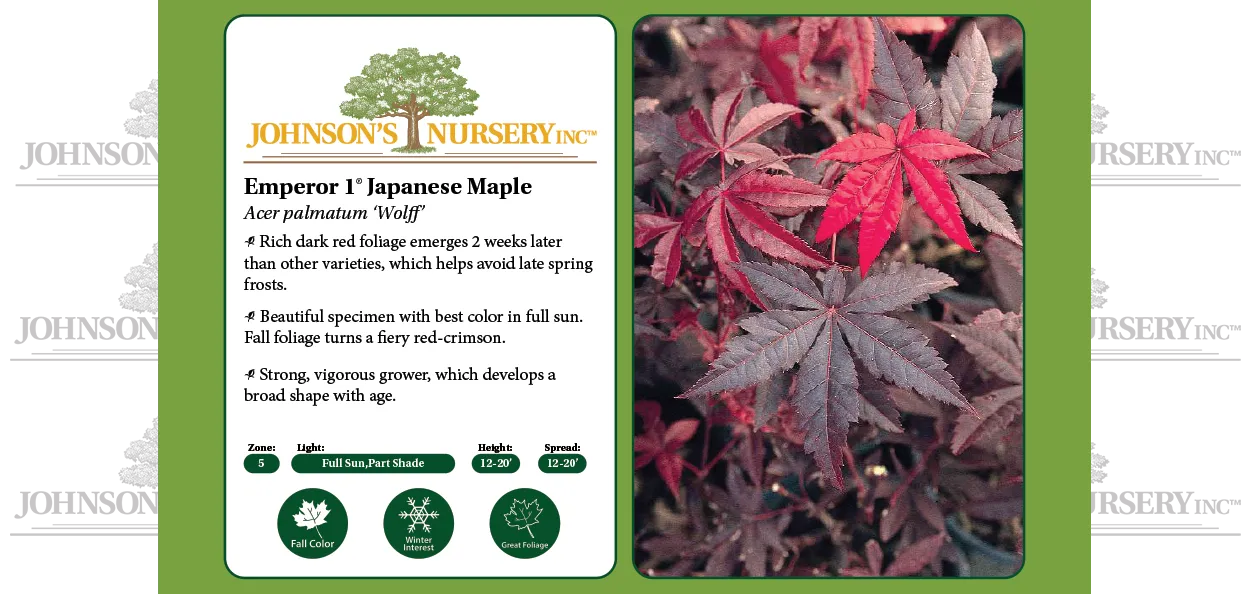 Emperor 1® Japanese Maple | Johnson's Nursery | KB