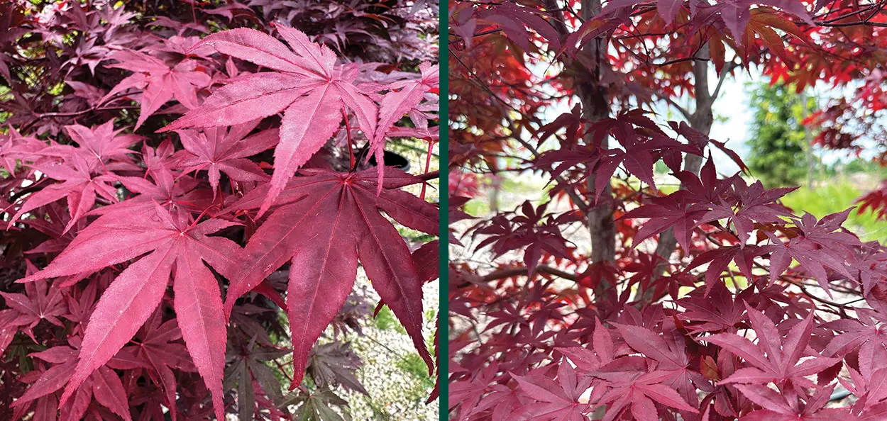 Emperor 1® Japanese Maple | Johnson's Nursery | KB