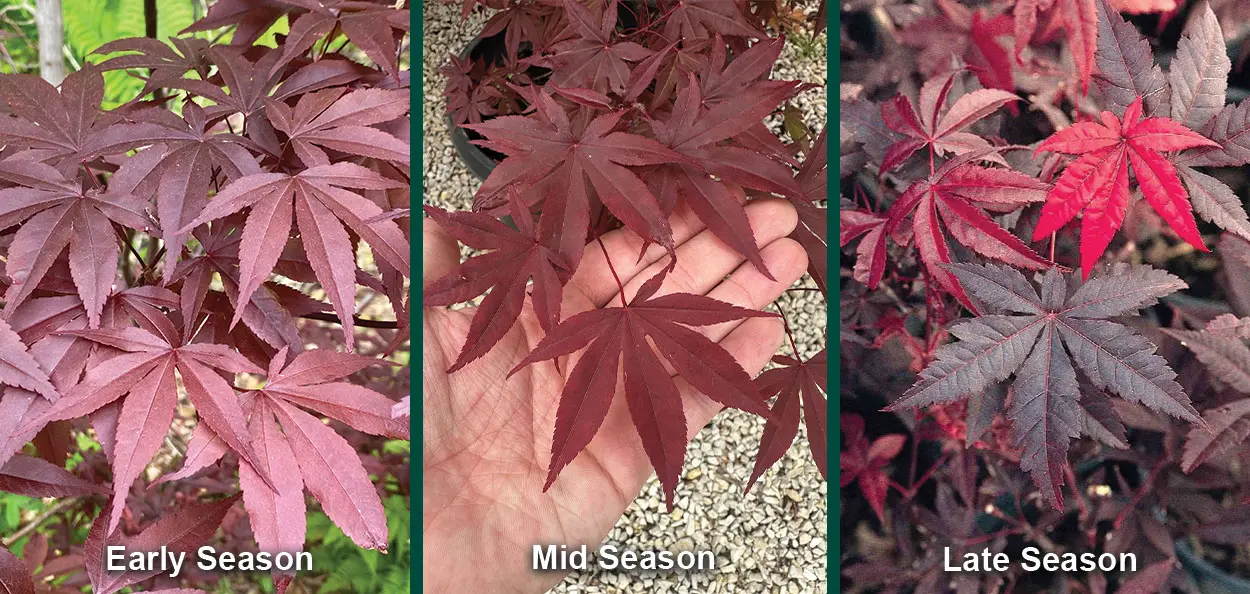 Emperor 1® Japanese Maple | Johnson's Nursery | KB