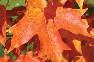 Fall Fiesta® Sugar Maple | Johnson's Nursery | KB