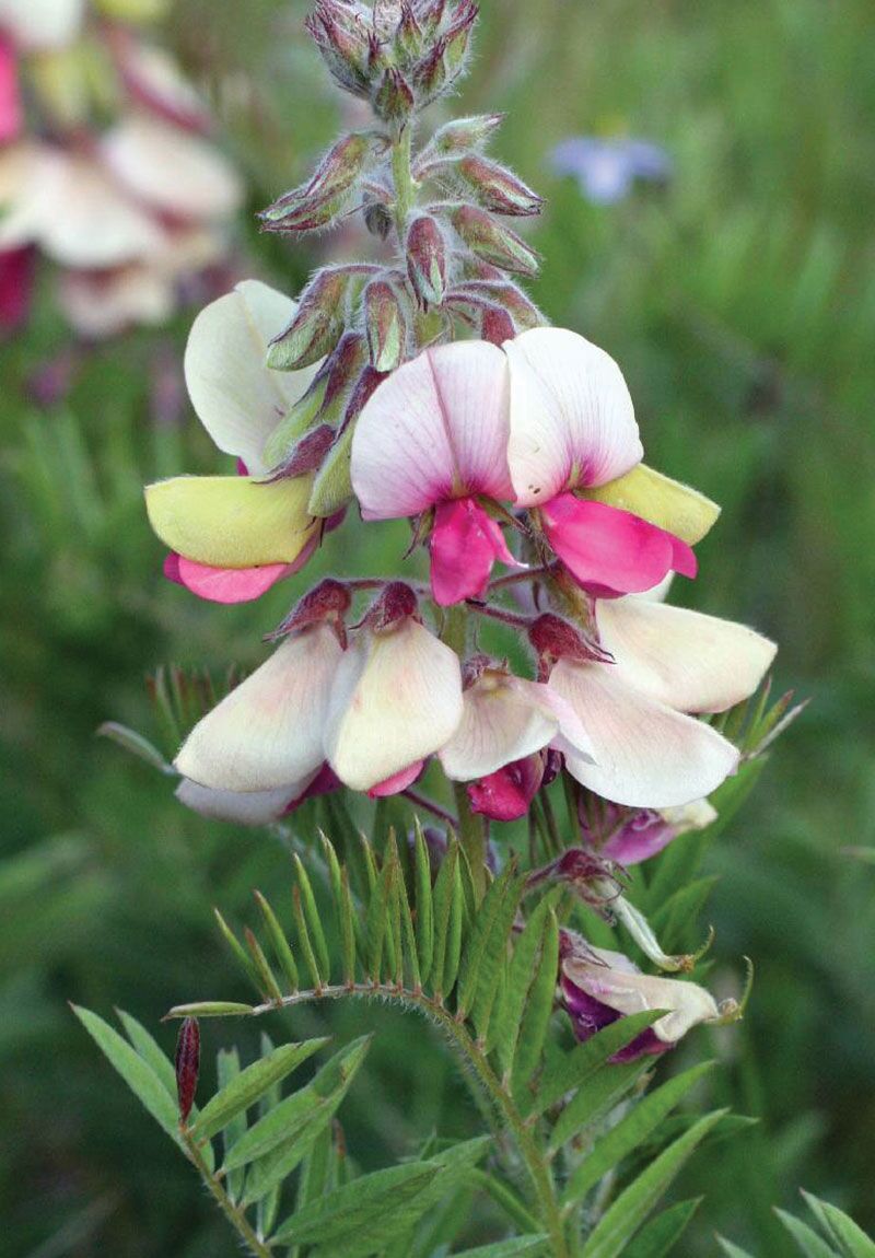 Goat's Rue | Johnson's Nursery | KB