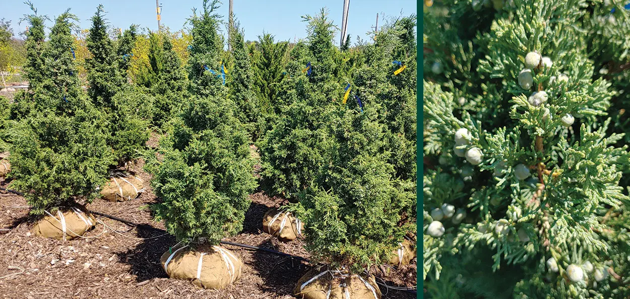 Iowa Juniper | Johnson's Nursery | KB