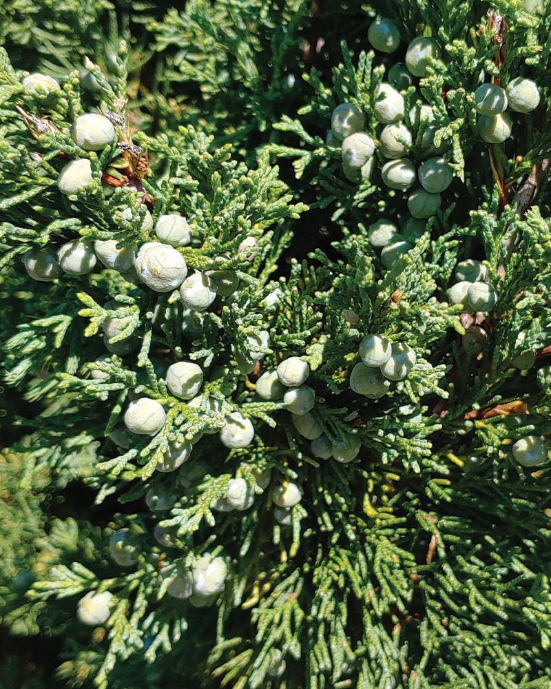 Wisconsin Native Conifers | Johnson's Nursery | Knowledgebase