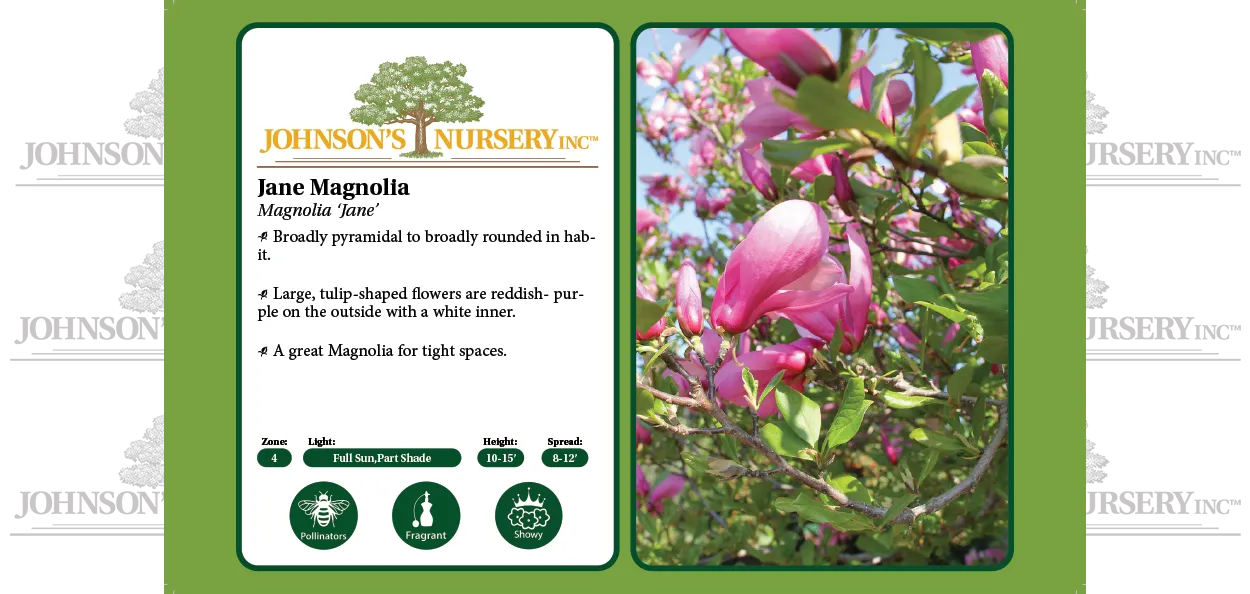 Jane Magnolia | Johnson's Nursery | KB