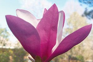 Jane Magnolia | Johnson's Nursery | KB