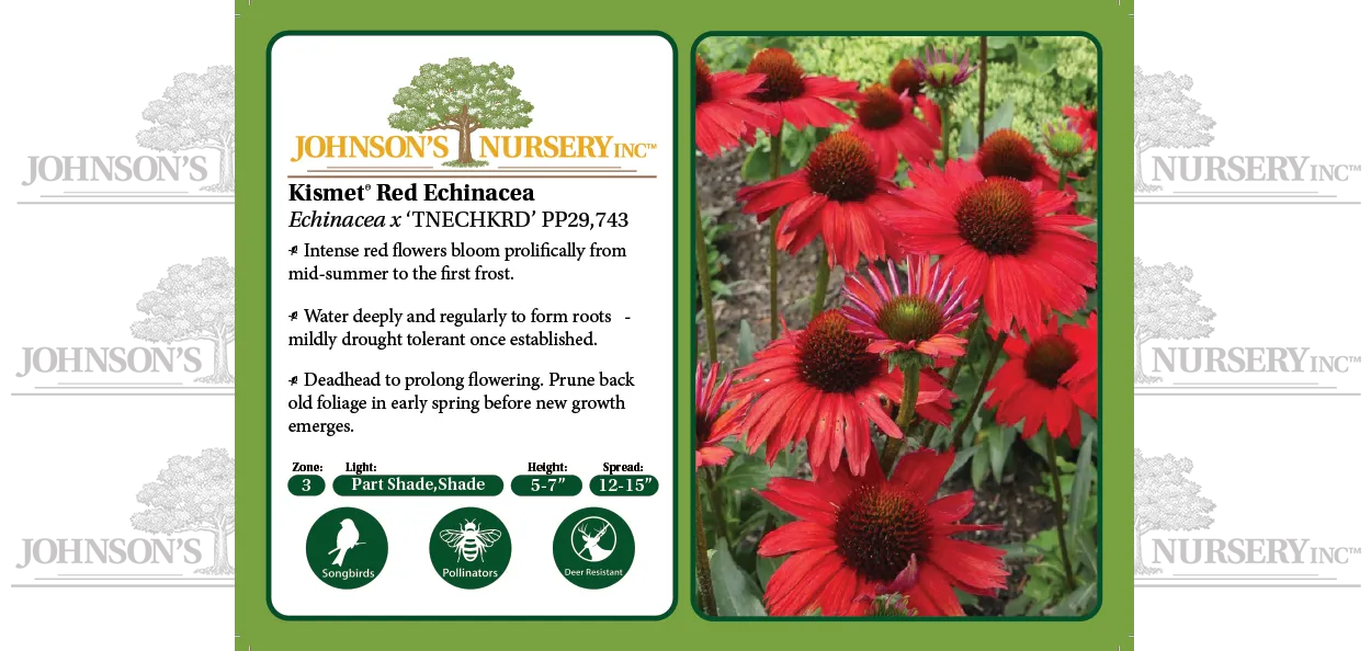 Kismet® Red Echinacea | Johnson's Nursery | KB