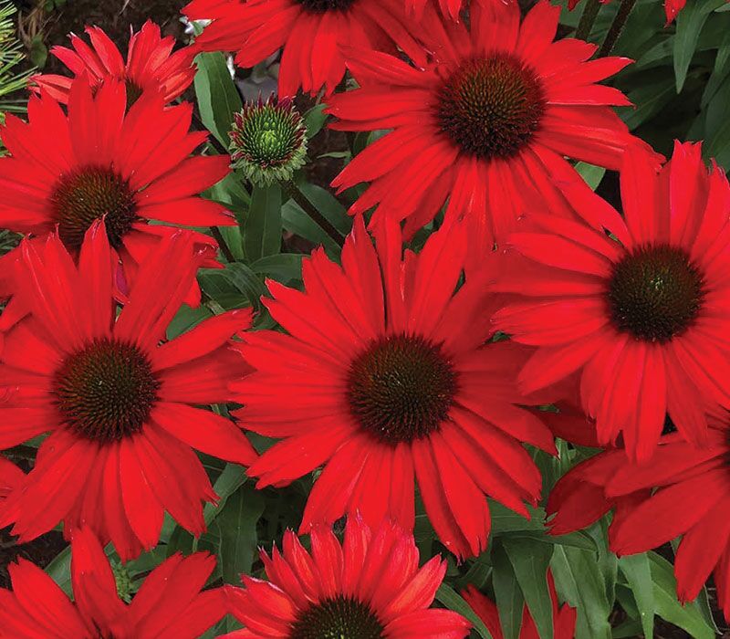 Kismet® Red Echinacea | Johnson's Nursery | KB