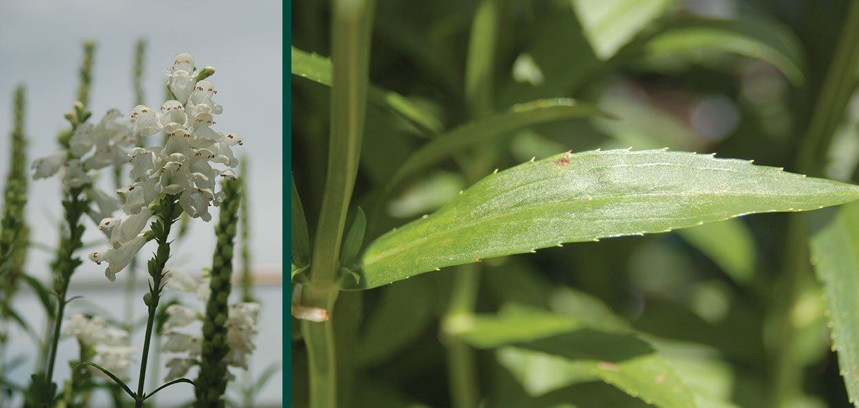 Miss Manners Obedient Plant | Johnson's Nursery | KB