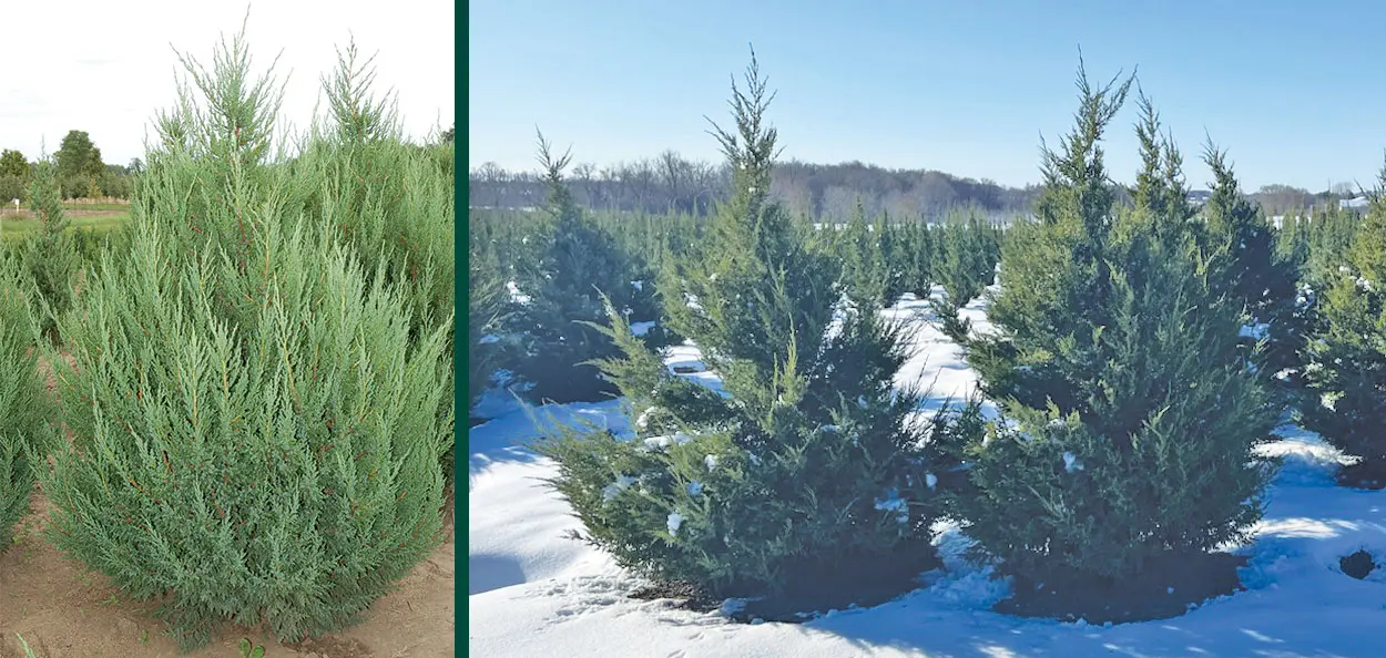 Mountbatten Juniper | Johnson's Nursery | KB