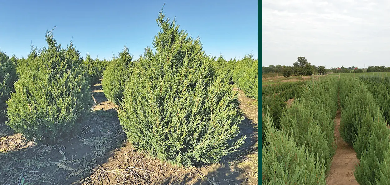 Mountbatten Juniper | Johnson's Nursery | KB