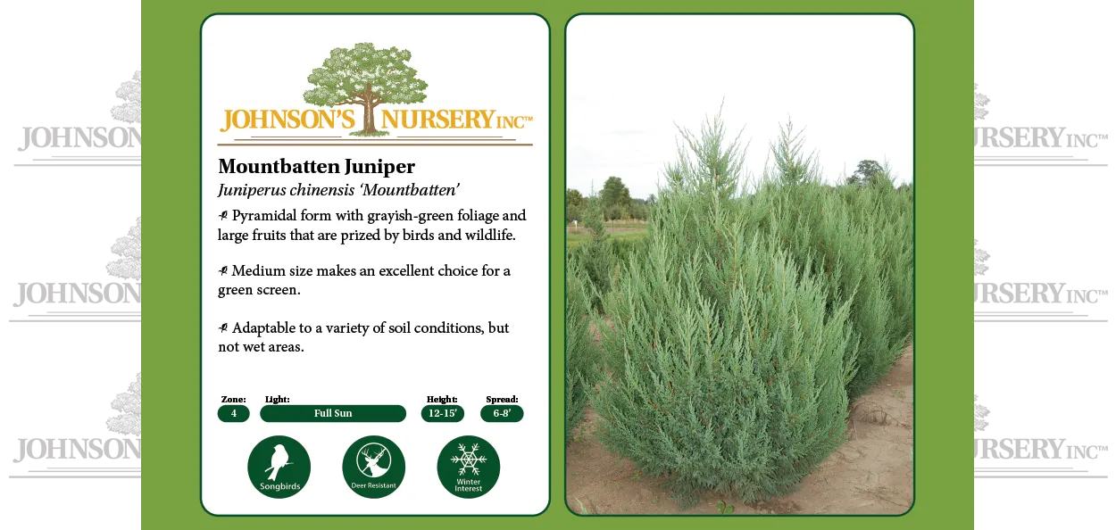 Mountbatten Juniper | Johnson's Nursery | KB