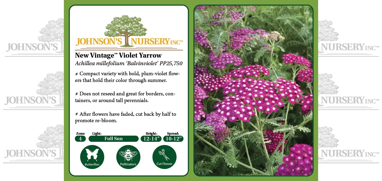 New Vintage™ Violet Yarrow | Johnson's Nursery | KB