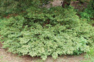 Oldfield Common Juniper | Johnson's Nursery | KB