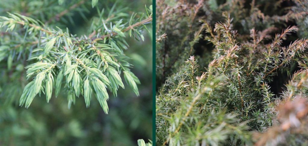 Oldfield Common Juniper | Johnson's Nursery | KB